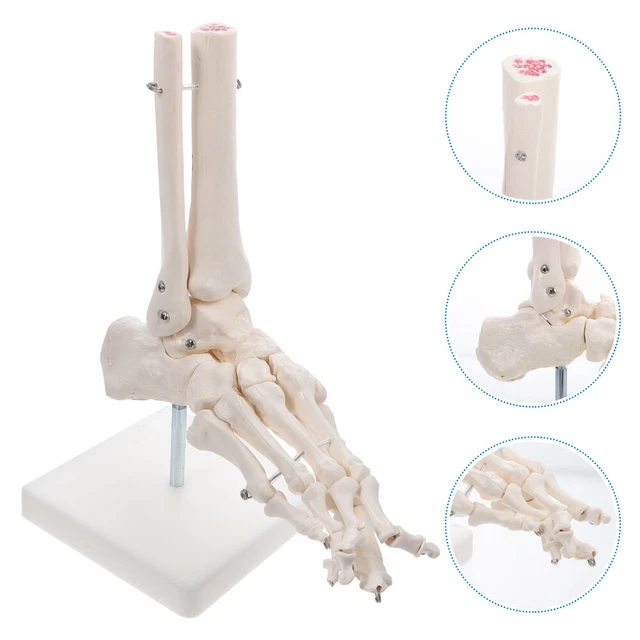 HUMAN ANATOMICAL MODULE Anatomy Skeleton Model Ankle Joint Model £45.29 ...