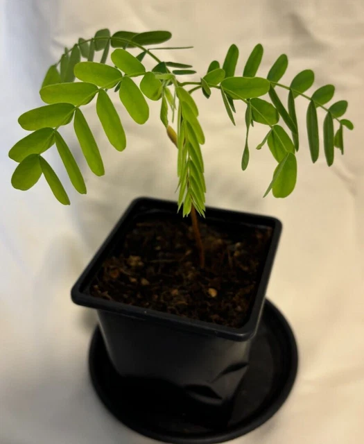 TAMARIND TREE SEEDLING tropical fruit tree Tamarindus Indica rare £13. ...