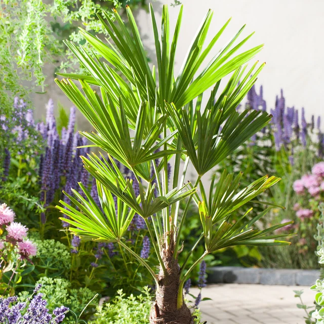 TRACHYCARPUS FORTUNEI - Multi stem Chusan Palm - Plant in 5 L Pot. £79. ...