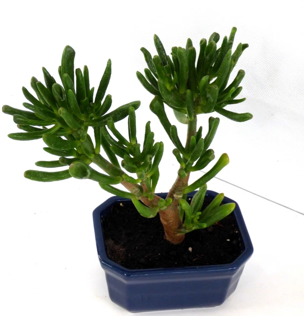 BONSAI CRASSULA GELDBAUM Löffelbaum Affenbrotbaum 17 cm Dickblatt ...