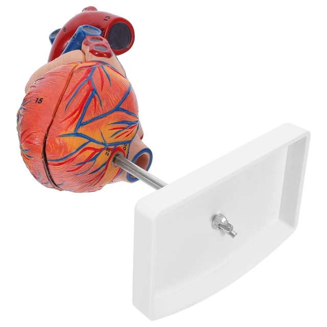 HUMAN HEART ANATOMY Model: Anatomical Teaching Tool Heart Structure For ...