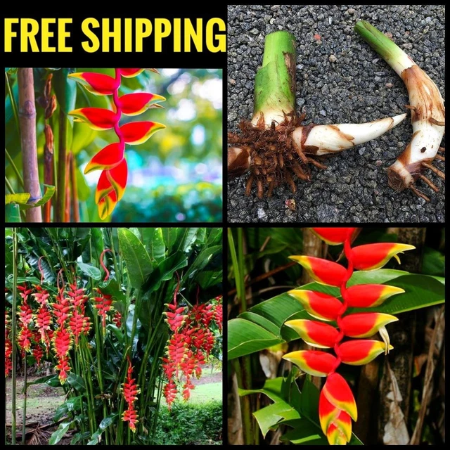 HELICONIA ROSTRATA PLANT live roots - easy growing £9.96 - PicClick UK
