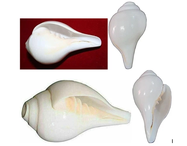 RELIGIOUS HINDU PUJA Blowing Conch Shell (Bajanewala Puja Shankh) 3 ...