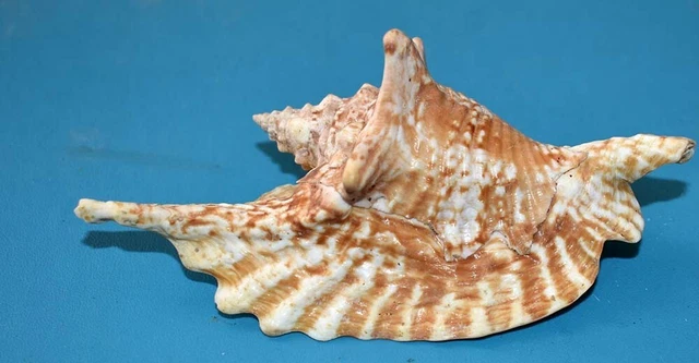SEA SHELL - COQUILLAGES -STROMBIDAE -STROMBUS GALLUS - 116mm $17.95 ...