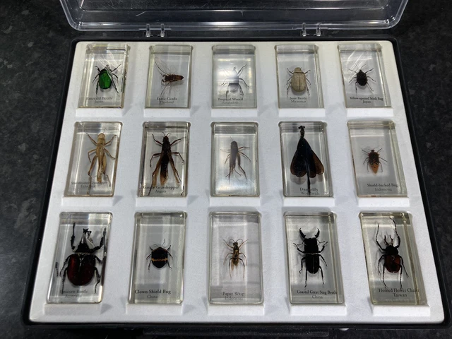 NATIONAL GEOGRAPHIC REAL Life 15 X Bugs And Insects in Resin Collection ...