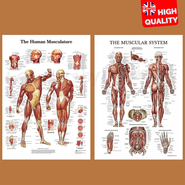 HUMAN ANATOMY POSTER Muscular System Chart Educational Print Muscle A4 ...