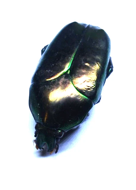 INSECT - CETONIDAE Thaumastopeus pugnator - Philippines - 33mm Very ...