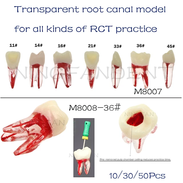 DENTAL TRANSPARENT ROOT Canal Teeth Model,Endo Study Model RCT Practice ...