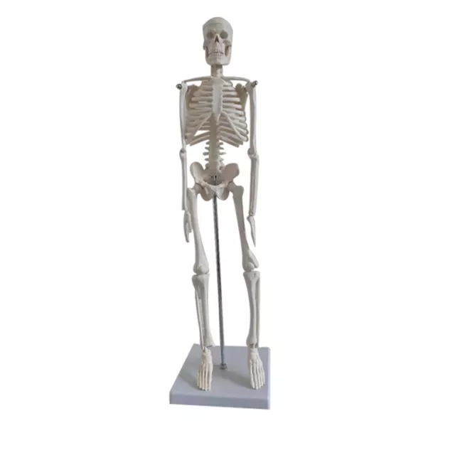 MEDICAL ANATOMICAL SKELETON Human Skeleton Model Scientific Model for ...