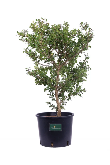 PIANTA DI BUXUS Microphylla Faulkner Bosso pianta vera da siepe ...