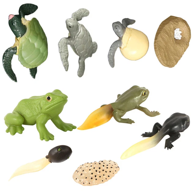 2 SETS FROG Life Cycle Toy Different Stages of Animal Evolution Growth ...