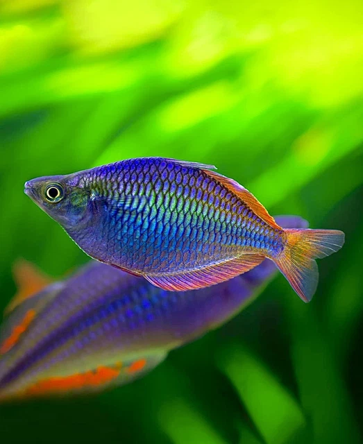 6 X NEON Blue Dwarf Rainbowfish Melanotaenia praecox Rainbow Live Fish ...
