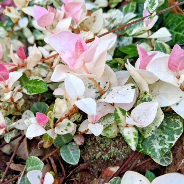 VARIEGATED STAR JASMINE Plant,Tricolour Variegated Climber And ...