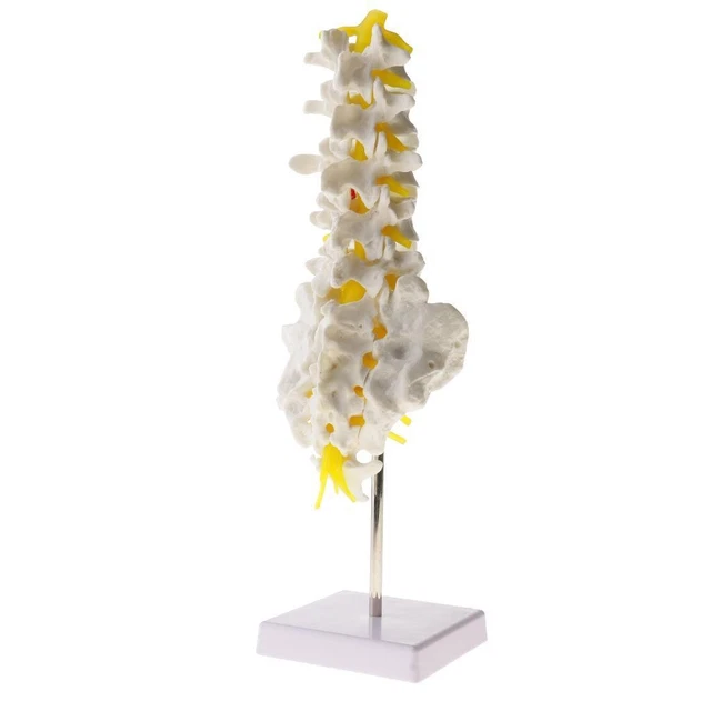 ANATOMICAL HUMAN SPINE Model Lumbar Vertebrae w/Sacrum Coccyx Skeleton ...