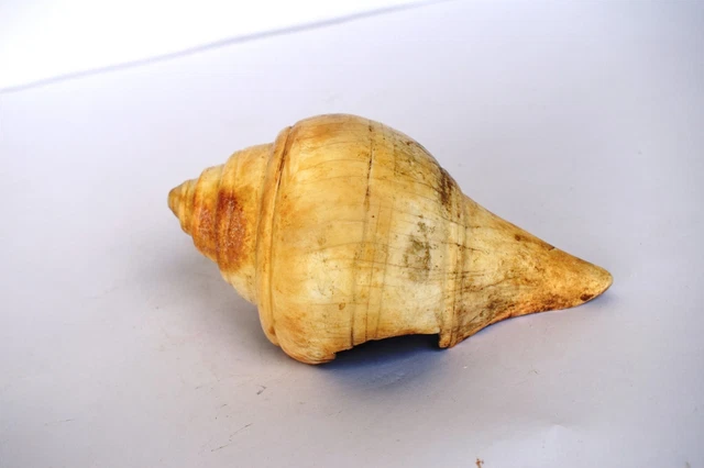 ANTIQUE CROWN CONCH Sea Shell Trumpet Horagi Shankh Carved Hand Crafted ...