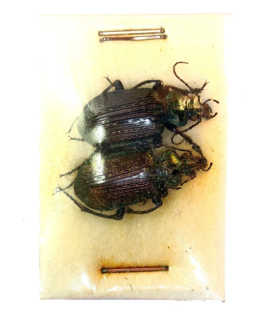 COLEOPTERA, CARABIDAE, CALOSOMA ALTERNANS x2 from BRAZIL *** £0.99 ...