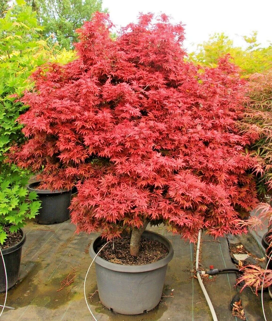 ACER PALMATUM SHAINA Japanese Maple Red - Compact Full Hardy Tree 3Lt ...