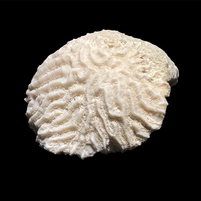 RED SPOTTED WHITE Brain Coral Fossil Fish Aquarium Sea Shell 637 Grams ...