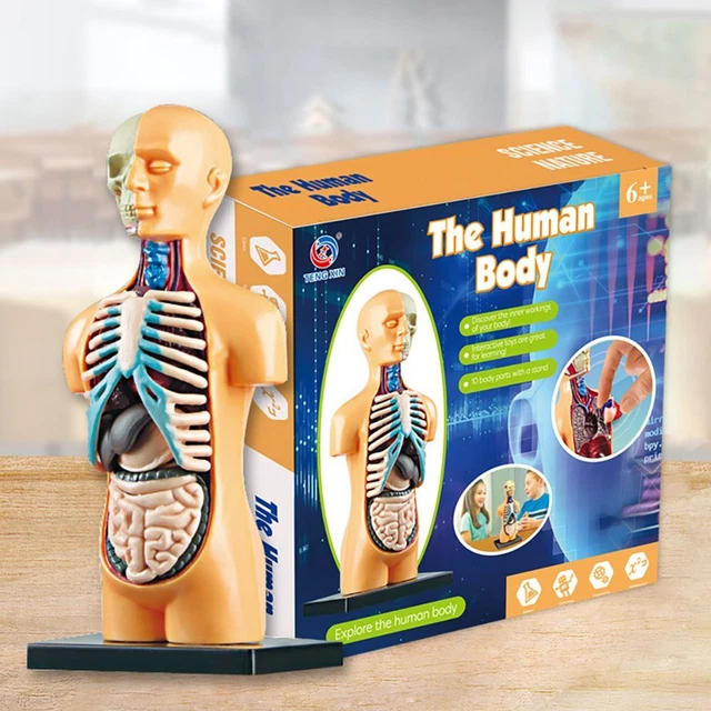DISASSEMBLE INTERNAL ORGANS Human Body Manikin Torso Model Science ...