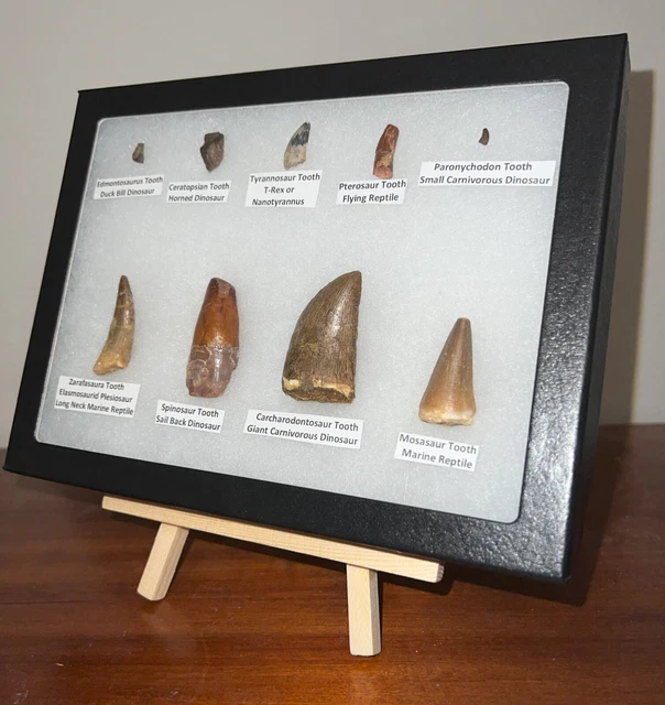 FOSSIL DINOSAUR AND Reptile Tooth Collection Lot TREX TRICERATOPS ...