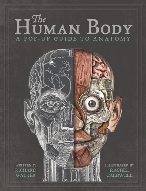 RICHARD WALKER - The Human Body A Pop-Up Guide to Anatomy - New Hard ...