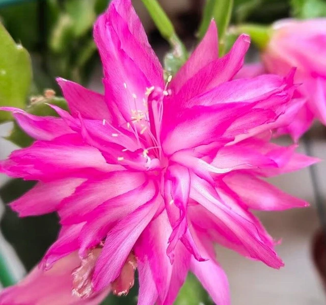TALEE SCHLUMBERGERA CV Double Delight EB-SL-CUT cactus a foglia ...