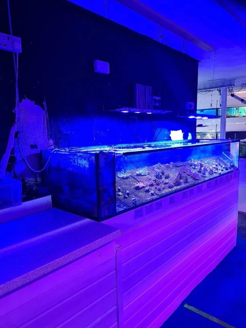 MARINE CORAL /FRAG Tables Complete Display Set X2 £1,500.00 - PicClick UK