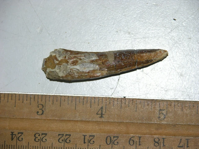 DINOSAUR FOSSIL TOOTH Spinosaurus Cretaceous Era bigger 2 inch long ...