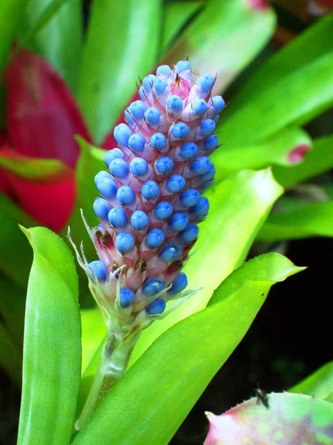 BROMELIAD AECHMEA CYLINDRATA..PUP/OFFSET.. medium grower. EUR 5,43 ...