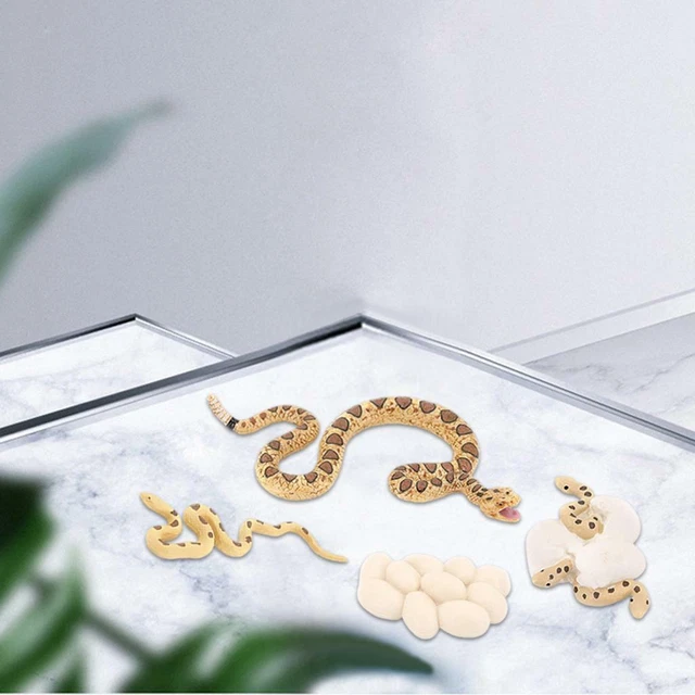 SOLID PLASTIC SNAKE Life Cycle Growth Cycle Model Educational Learning ...