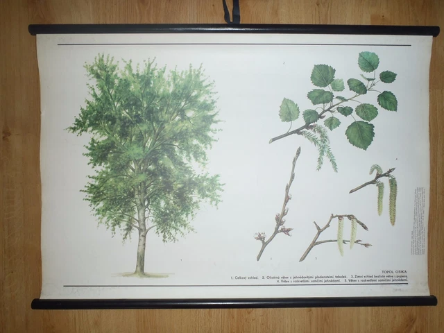 ORIGINAL VINTAGE PULL down school chart of tree European aspen £77.10 ...