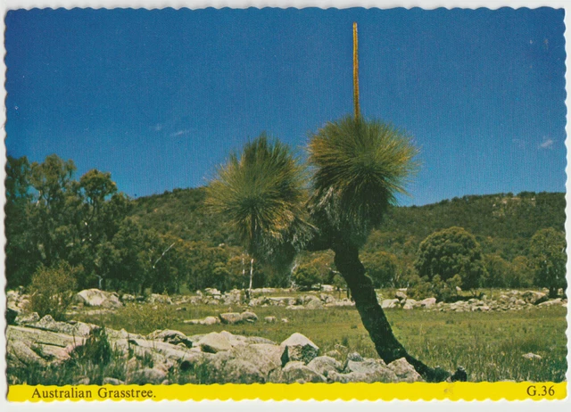 QUEENSLAND AUSTRALIAN GRASSTREE David Lee Qld G36 ICP postcard c1970s ...