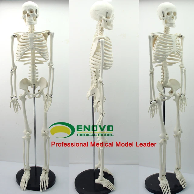 MEDICAL SCHOOL HUMAN Skeleton Anatomical Anatomy Model with Rolling ...