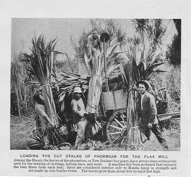 NEW ZEALAND FLAX MAORI LOADING PHORMIUM FARMING FLAX MILL c 1920 OLD ...