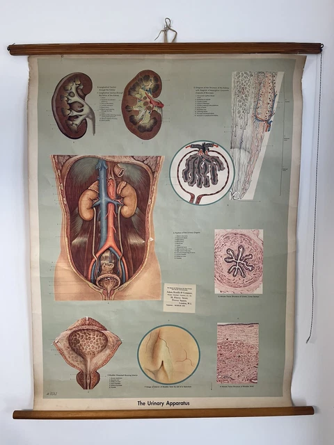 VINTAGE ADAM ROUILLY Anatomical Medical Wall Chart The Urinary £145.00 ...