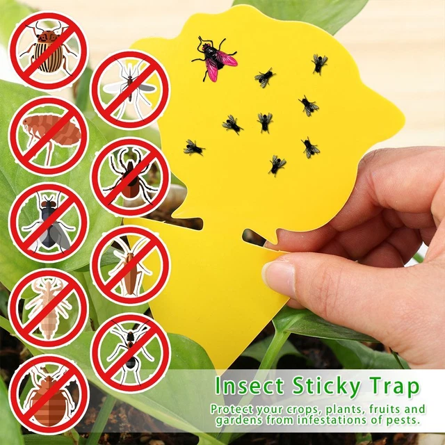 CONTROL MOSQUITO FLIES Trap Board Sticky Insect Board Insect Sticker ...