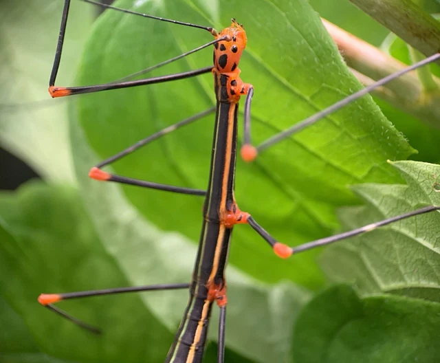 OREOPHOETES PERUANA NYMPHS X8, Peruvian Fern Stick Insect, L2-4 (Live ...