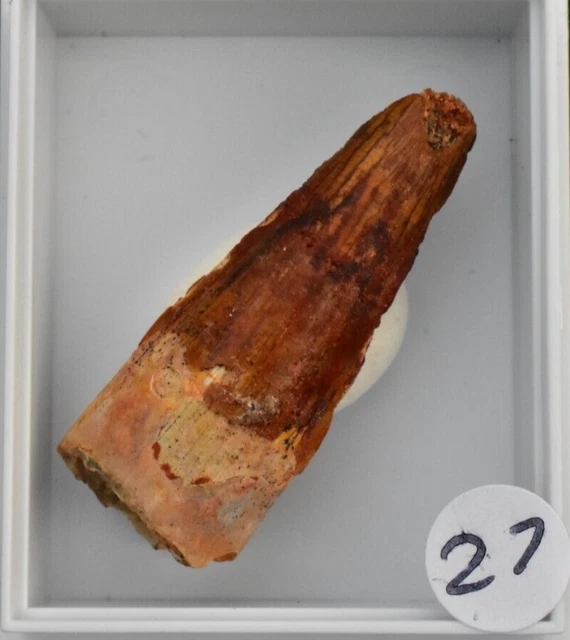 SPINOSAURUS DINOSAUR TOOTH/TEETH 100% Real Fossil, FREE Display Box 3 ...