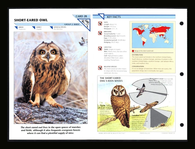 SHORT EARED OWL Wild Life Fact File Bird Animal Card Home School Study ...
