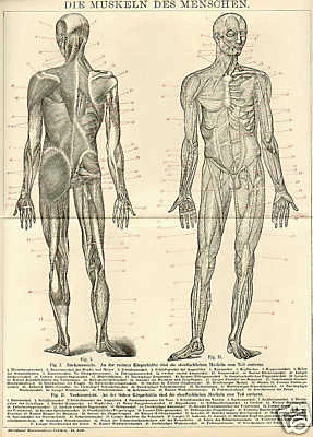MUSCLES MUSCLE ADDUCTORS STING from 1894 Muscle Apparatus Biceps ...