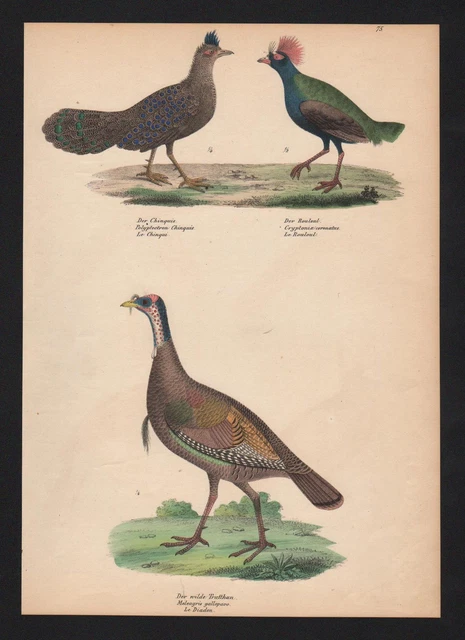 1840 TRUTHAHN TURKEY Straußwachtel roul-roul Vogel Vögel bird birds ...