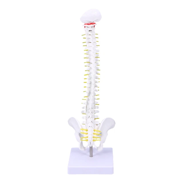 HUMAN SKELETON MODEL Vertebral Column Model Anatomical Model £53.85 ...