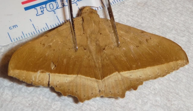 LARGE BROWN COOL Moth species The Philippines #E8 Butterfly Lepidoptera ...