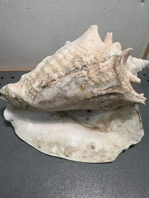 VINTAGE LARGE NATURAL Queen Conch Sea Shell Seashell 9" $13.60 - PicClick