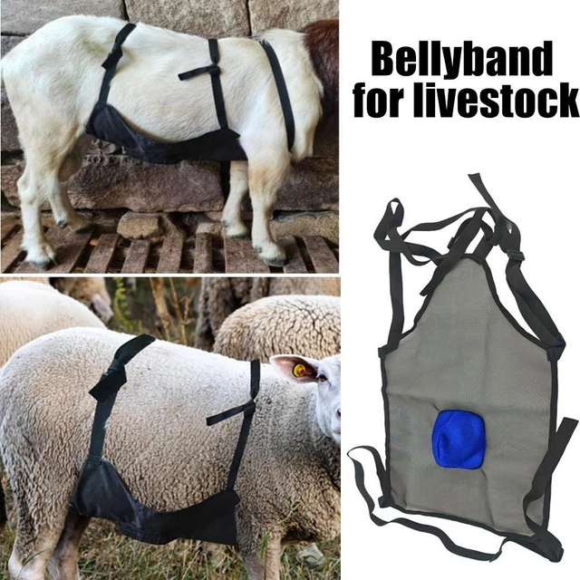 ANTI MATING ANTI Breeding Apron with Control Harness for Goats Sheep ...