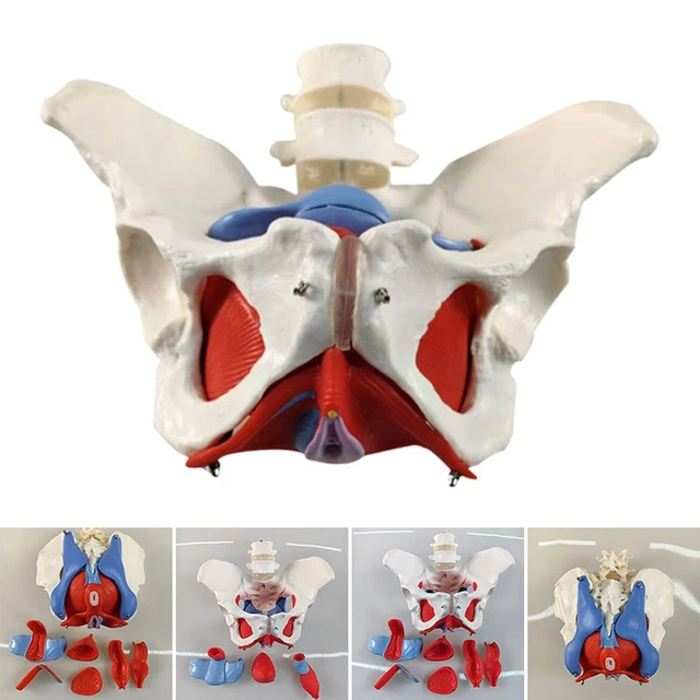 FEMALE PELVIC MODEL with Pelvic Floor Muscles Teaching Equipment £54.46 ...