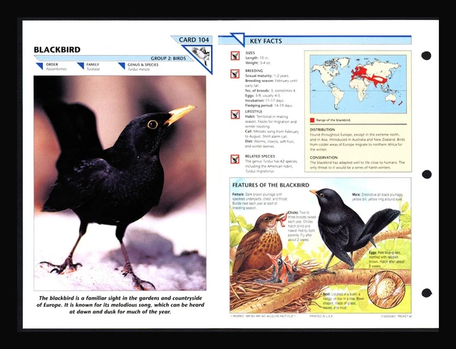 BLACKBIRD WILD LIFE Fact File Bird Animal Card Home School Study 2.104 ...