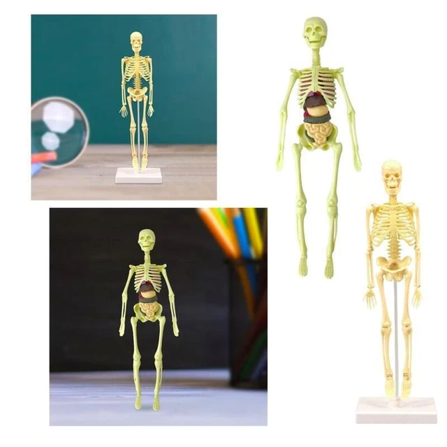 HUMAN SKELETON MODEL Anatomy Toy- Educational Resource EUR 16,02 ...