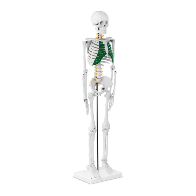 MINIATURE MOVABLE HUMAN Skeleton Model Anatomical Medical Educational ...