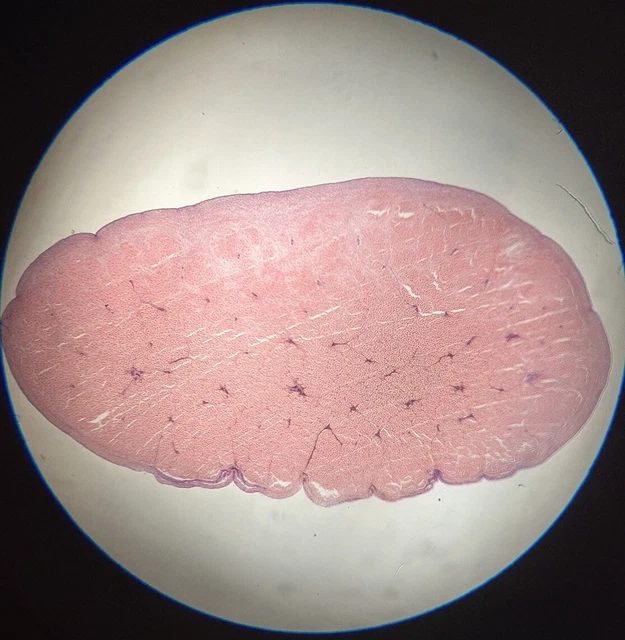 ANTIQUE MICROSCOPE SLIDE. Showing Section Human Tendon. By Watson. £5. ...